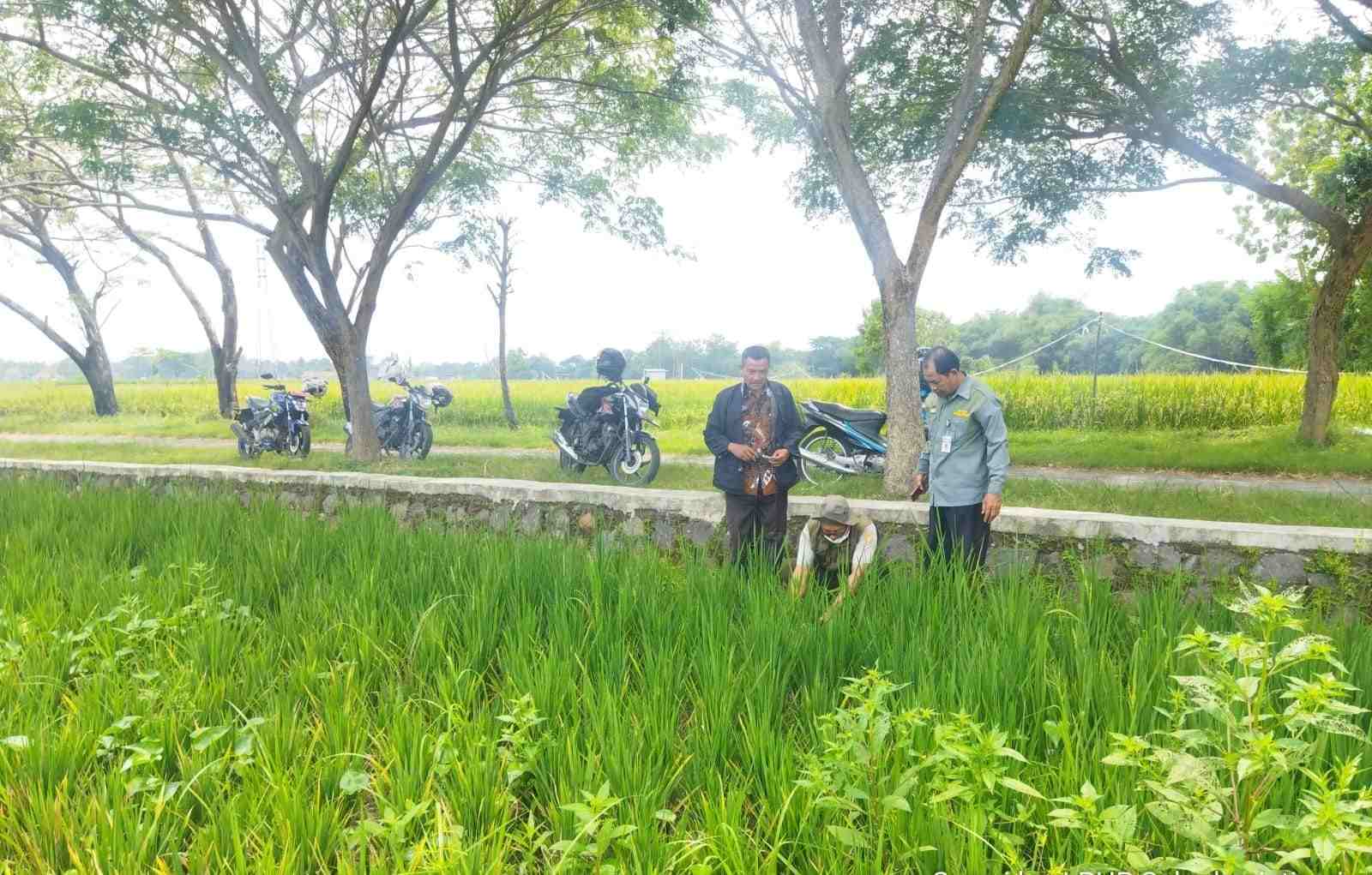 Fenomena Kerdil Rumput, Produksi Pertanian di Sragen Terancam Anjlok ...
